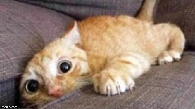 Image tagged in funny - Imgflip