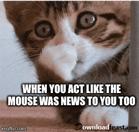 Le gasp from a cat - Imgflip