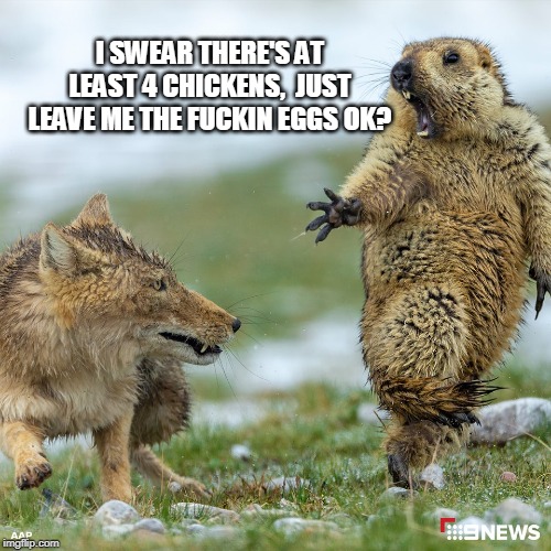 Marmot Memes