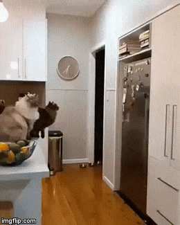 A graceful cat - Imgflip