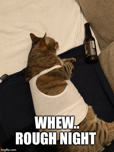 Drunk cat - Imgflip