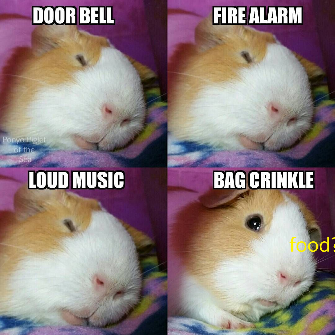 Edit The Meme Memes Imgflip