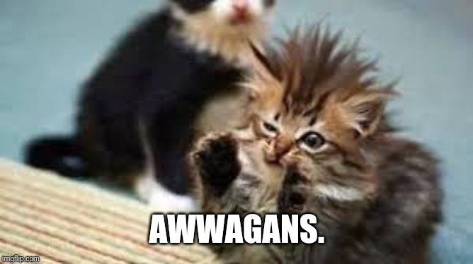 Awiens cat - Imgflip