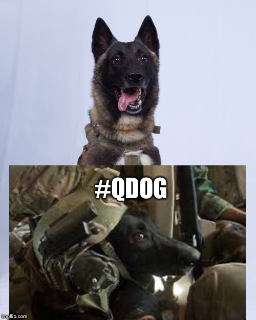 Qdog - Imgflip