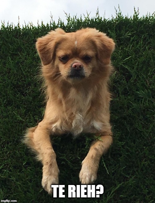 ola k ase señor perro - Forocoches