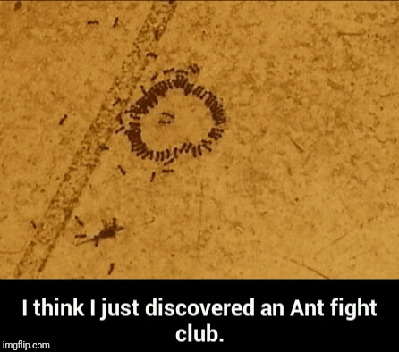 Ant Fight Club - Imgflip