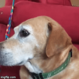 so they adopted an older dog... - Imgflip