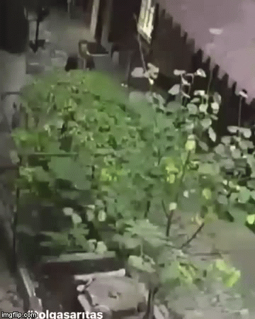 Animated GIF - Imgflip