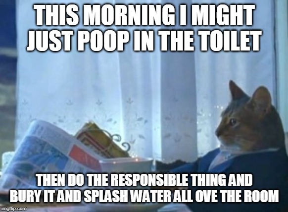 I Should Buy A Boat Cat Meme - Imgflip