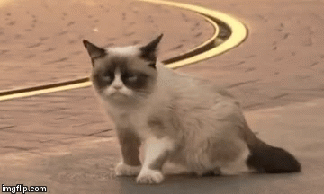 cat meeeeeeeeeeeeeeeeeeeeow - Imgflip