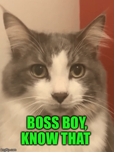 Catty at it again - Imgflip