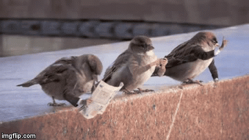 busy birds - Imgflip