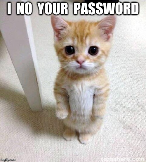 Cute Cat Meme - Imgflip