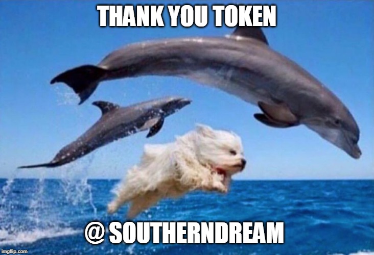 Dog swims with dolphins - Imgflip