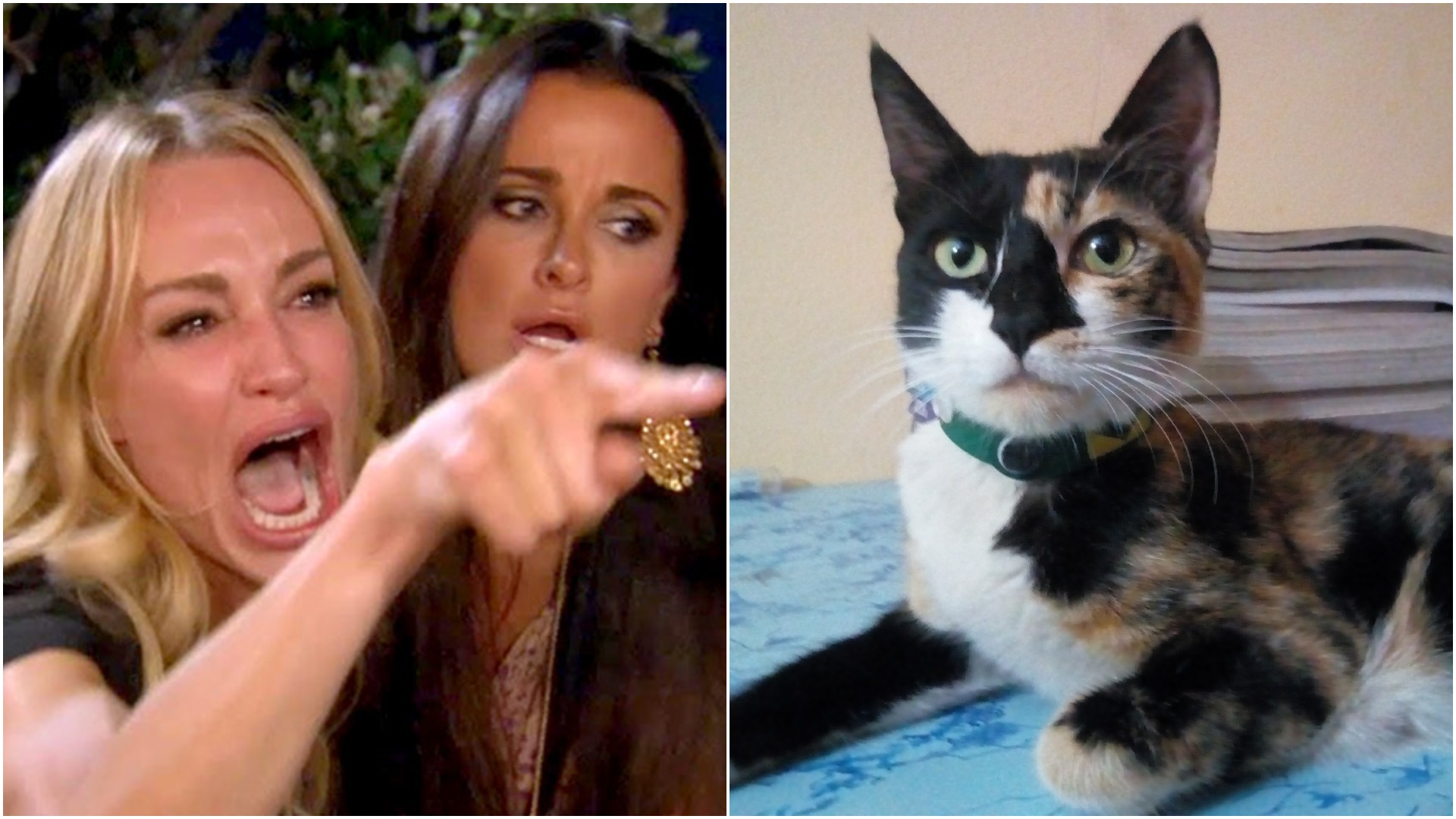 Women Yelling At Cat Blank Template Imgflip