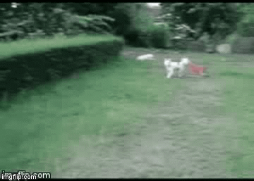 The Chase Scene - Imgflip