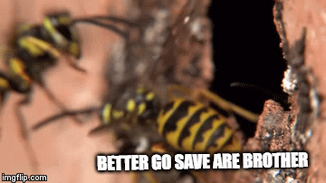 wasp funny - Imgflip