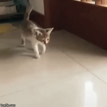 Cat decides it is nap time - Imgflip