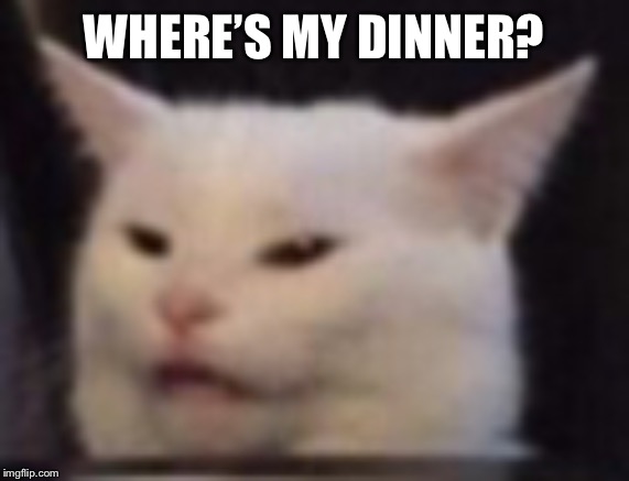 Cat Imgflip