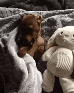 Puppies Bedtime - Imgflip