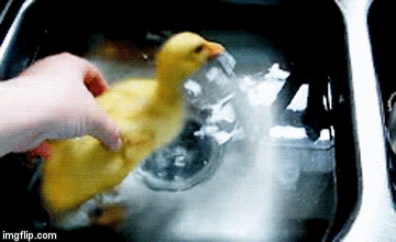 Animated GIF - Imgflip
