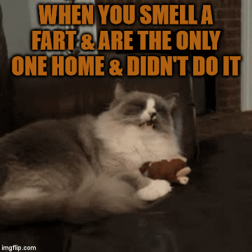 FART SNIFFER - Imgflip