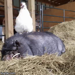 Happy Herd - Imgflip