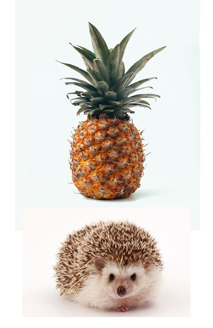 Pineapple Hedgehog Blank Template - Imgflip