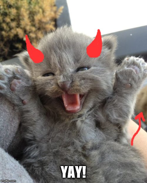 Cat newspaper - Imgflip