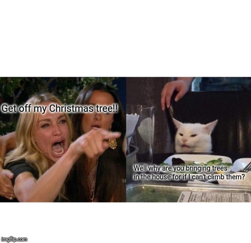Woman Yelling At Cat Meme - Imgflip