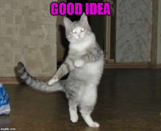 Embarrassed Cat - Imgflip