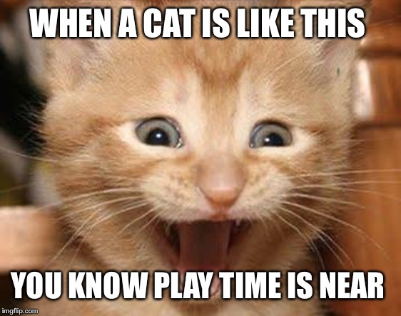 Excited Cat Meme - Imgflip