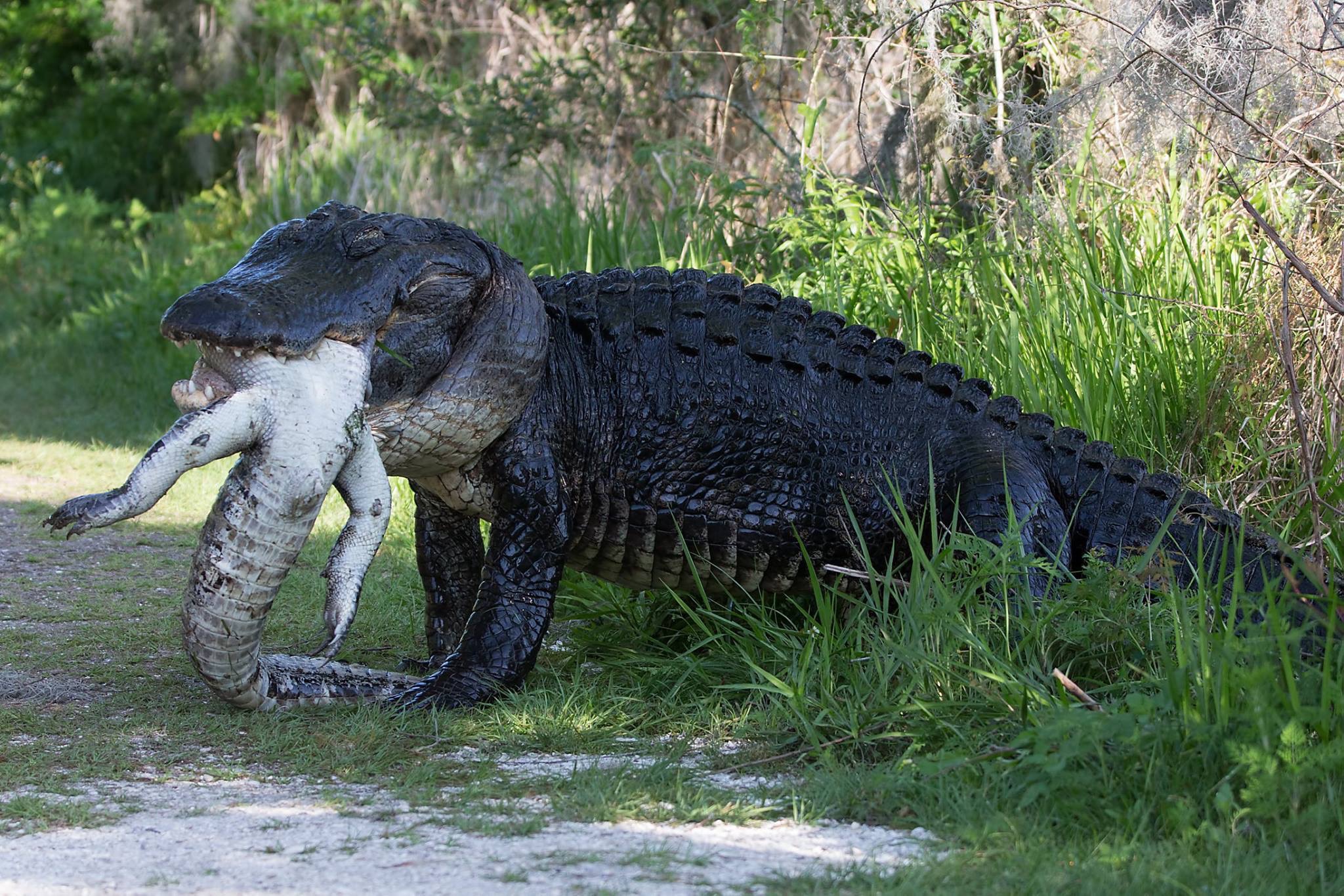 Croc Eating Gator Blank Template Imgflip