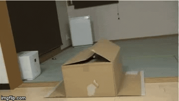 Cat in box! - Imgflip