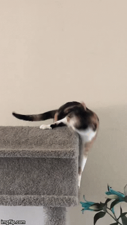 Disappearing Calico Cat! - Imgflip