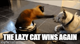 Cat Win Gif