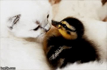 KITTENS AND DUCKLINGS ARE TOO CUTE - Imgflip