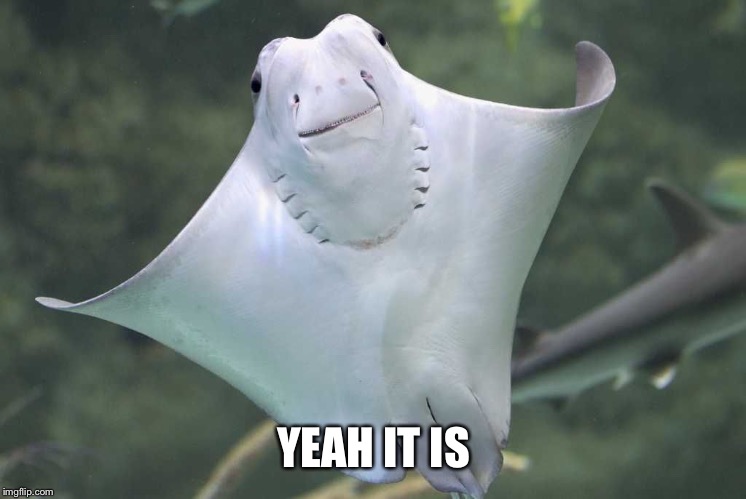 Stingray Memes