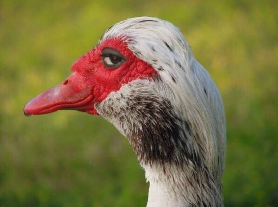 Flirty Goose Blank Template Imgflip