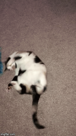 Calico Cat workout & stretch! - Imgflip