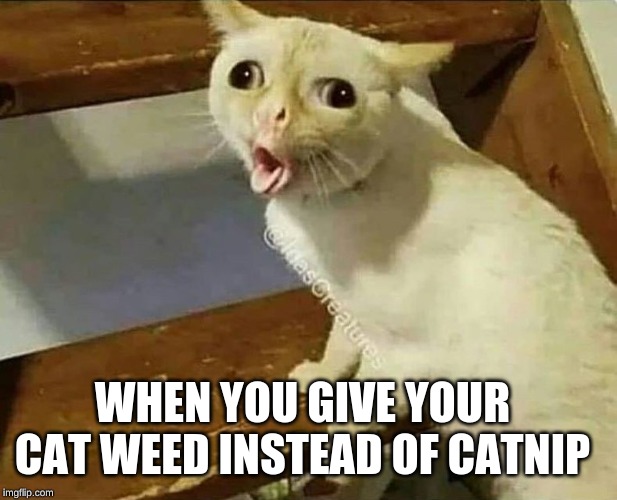 Retarded Cat Meme Clock Cat Animated Gif Maker Piñata Farms The