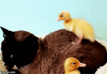 KITTY LIKES HER DUCKS - Imgflip