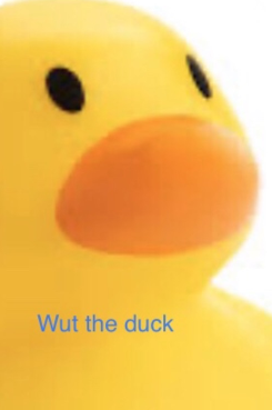 Wut the duck Blank Template - Imgflip