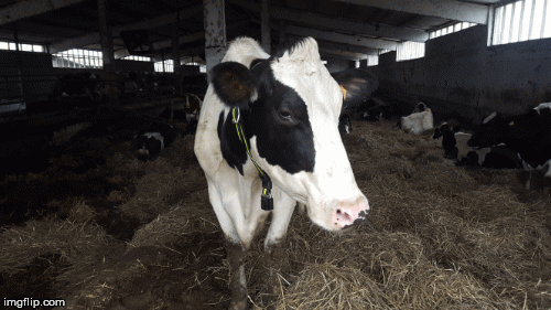 Animated GIF - Imgflip