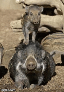 warty pigs - Imgflip