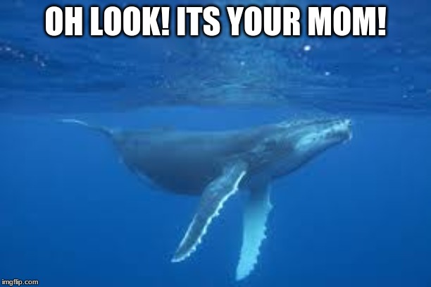 your mom - Imgflip
