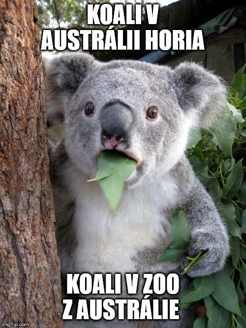 Surprised Koala Meme - Imgflip