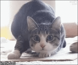 When my cat sees a mouse and the mouse is taunting - Imgflip