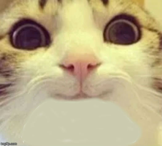 CAT Blank Template - Imgflip