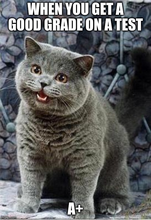 I Can Has Cheezburger Cat Imgflip